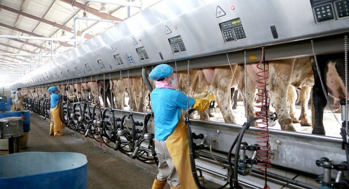 Japfa's acquisition of China dairy farms will expand capacity that will ...