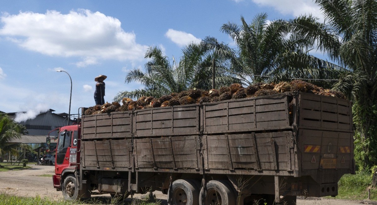 Malaysian palm oil exports to face pressure from Indonesian push