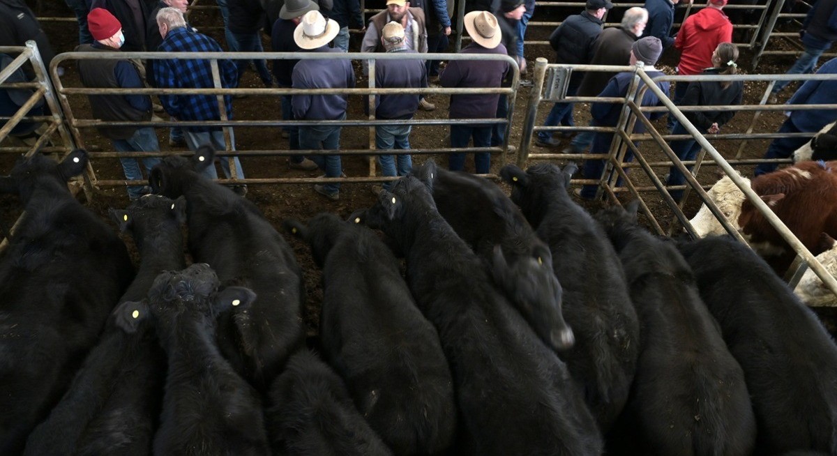 Australian beef exports face 55% China tariff as quota reached