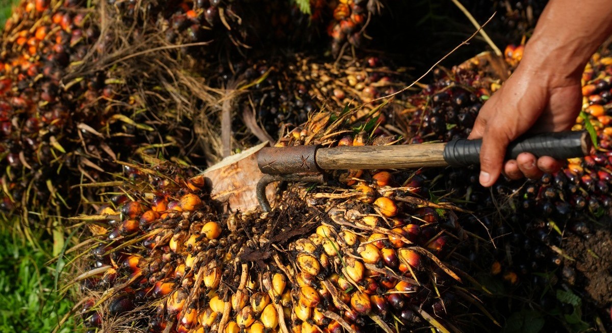 Indonesia probes major palm oil companies on export price issues